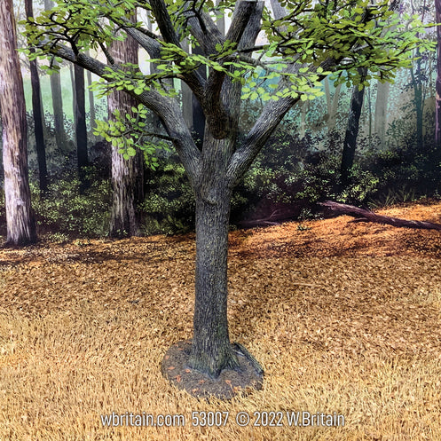 53007 - Old Growth Oak Tree, Summer - The History Store